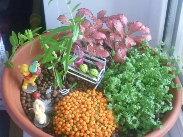 Мини-сад в горшке | Журнал Ярмарки Мастеров